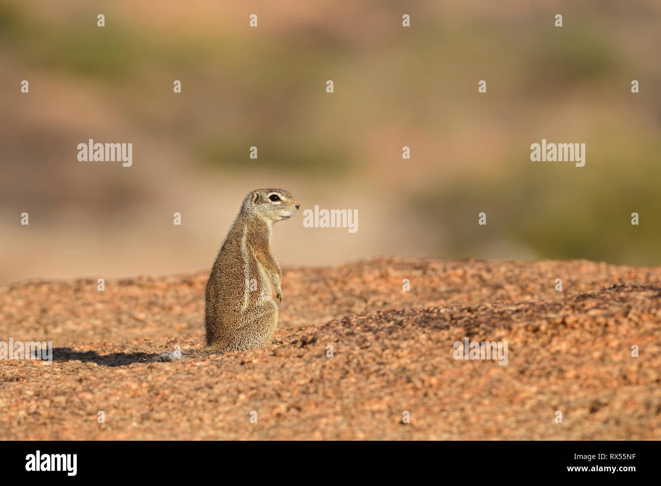 Squirrel Teeth Stock Photos & Squirrel Teeth Stock Images - Alamy