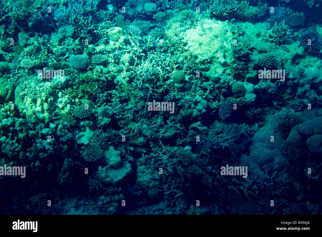 Marine Life in the Red Sea. red sea coral reef with hard corals, fishes ...