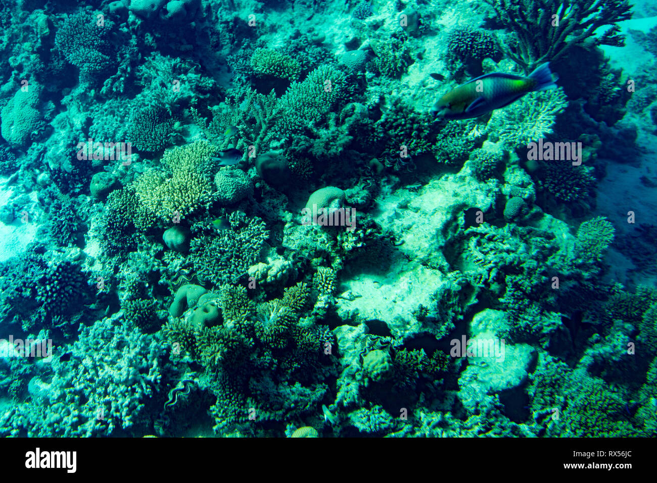 Marine Life in the Red Sea. red sea coral reef with hard corals, fishes ...