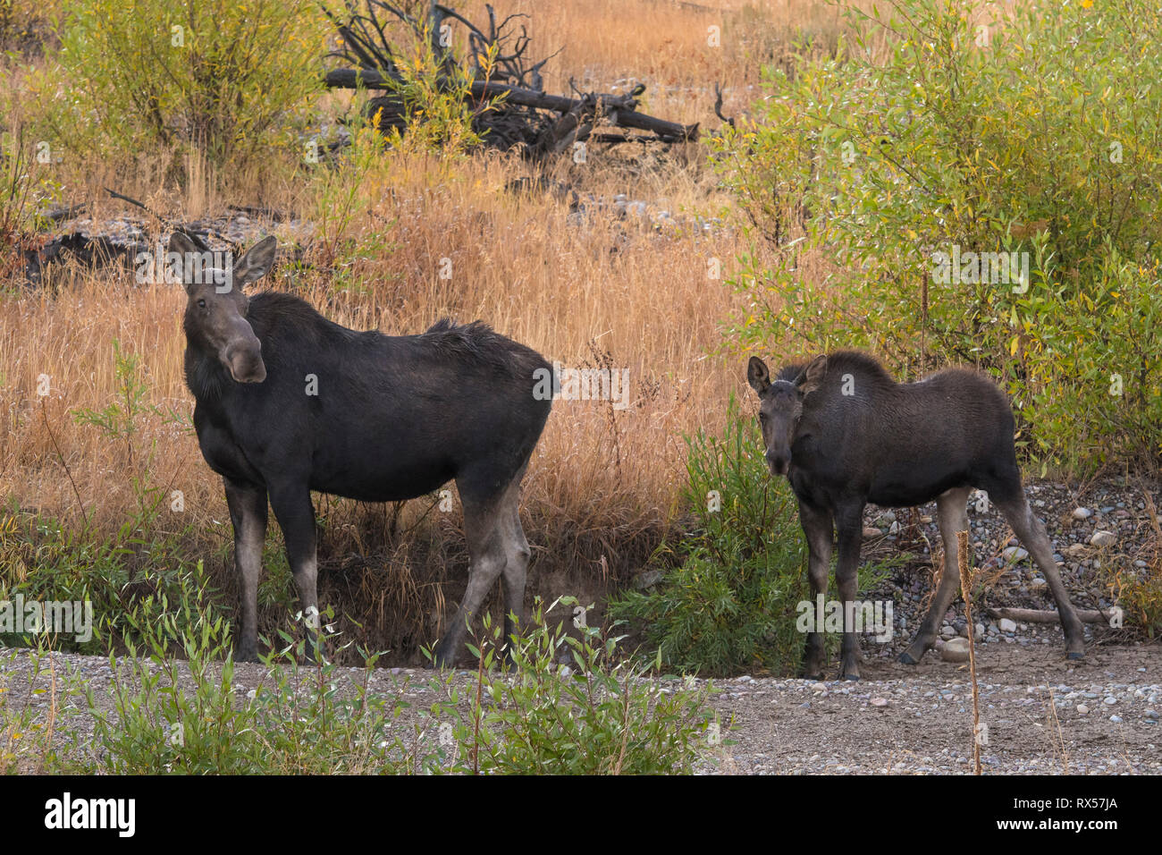 Young shiras moose hi-res stock photography and images - Alamy