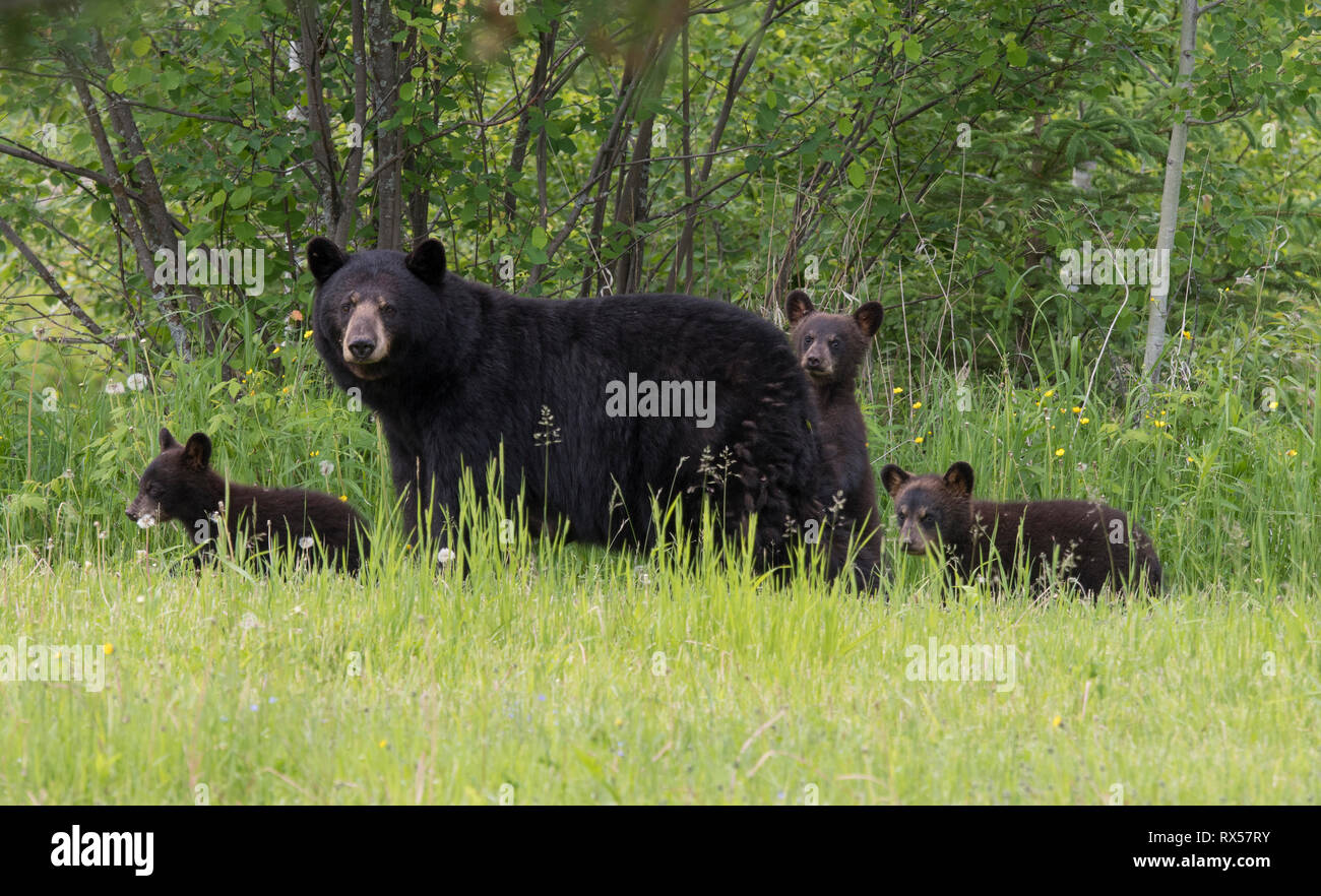 Black bear cubs mother hi-res stock photography and images - Alamy