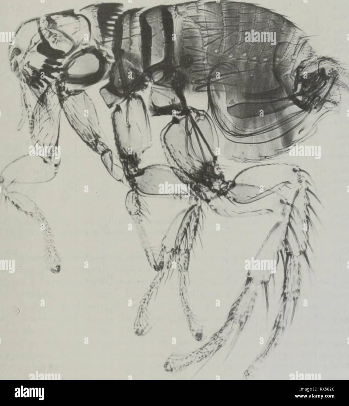 Ectoparasites of the cottontail rabbit Stock Photo - Alamy