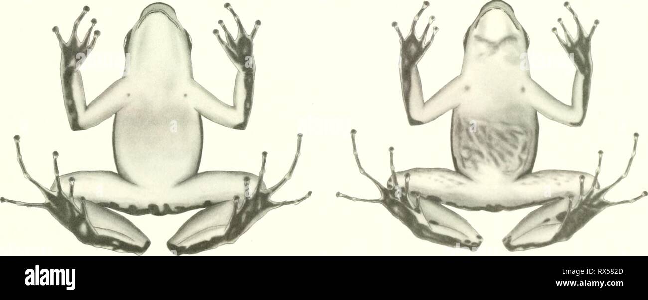 Ecuadorian frogs of the genus Ecuadorian frogs of the genus Colostethus ...