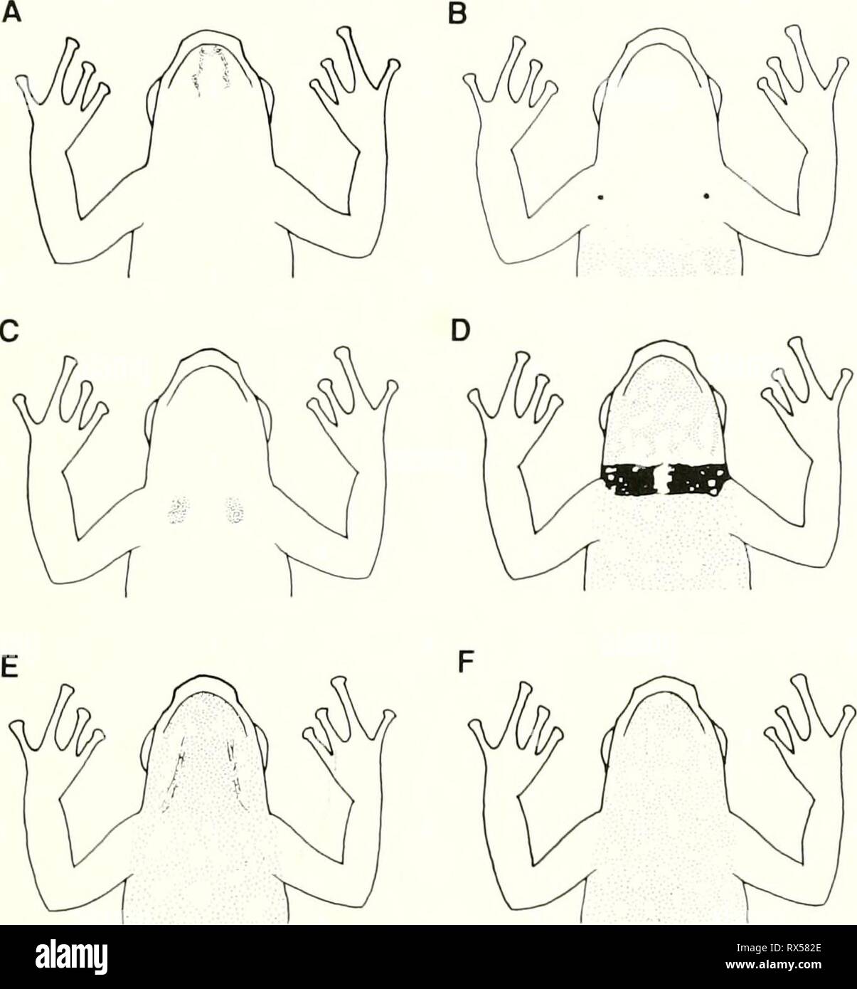 Ecuadorian frogs of the genus Ecuadorian frogs of the genus Colostethus ...