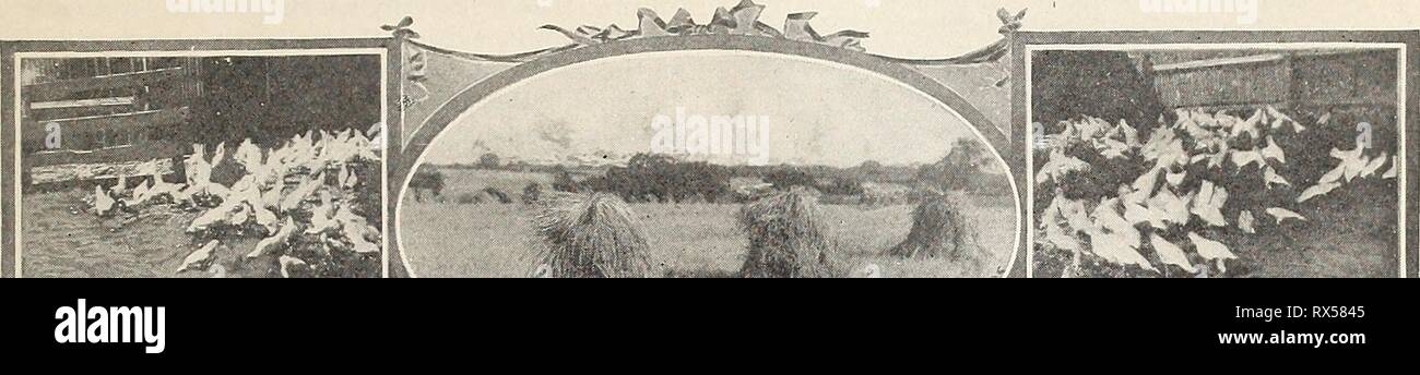 Eggs and egg farms Stock Photo - Alamy