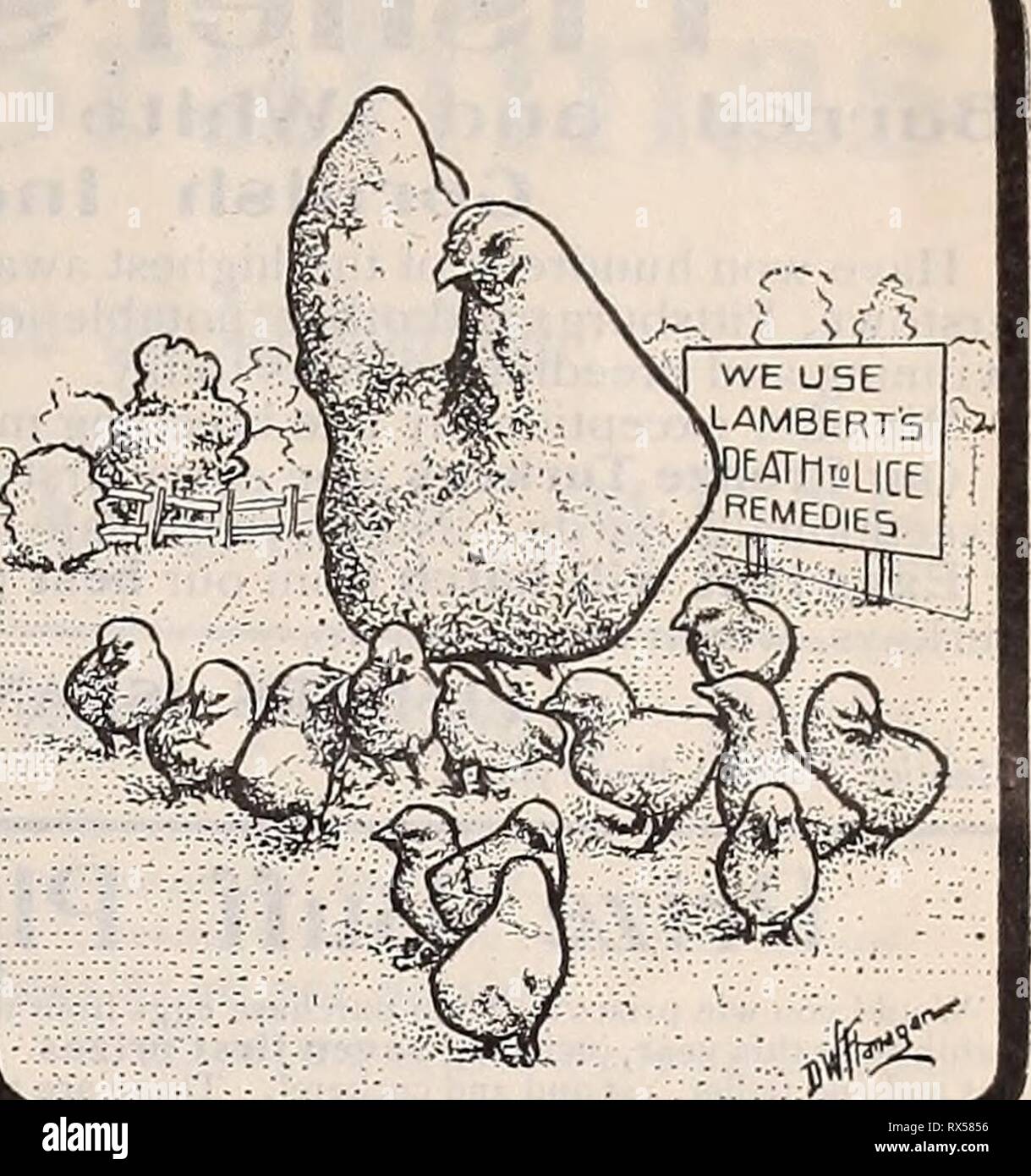 The Eastern poultryman (1902 Stock Photo - Alamy