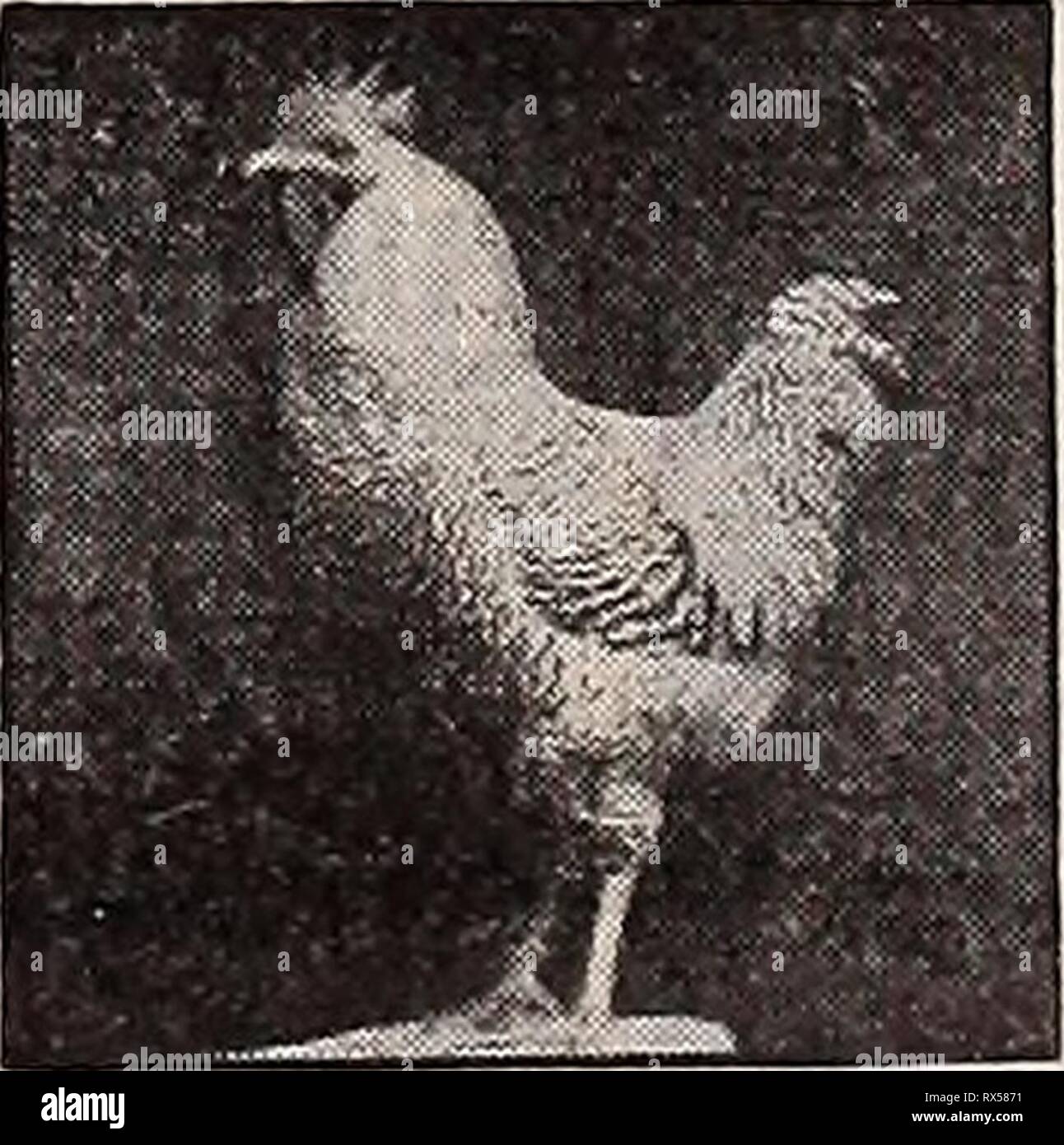The Eastern poultryman (1903 Stock Photo - Alamy
