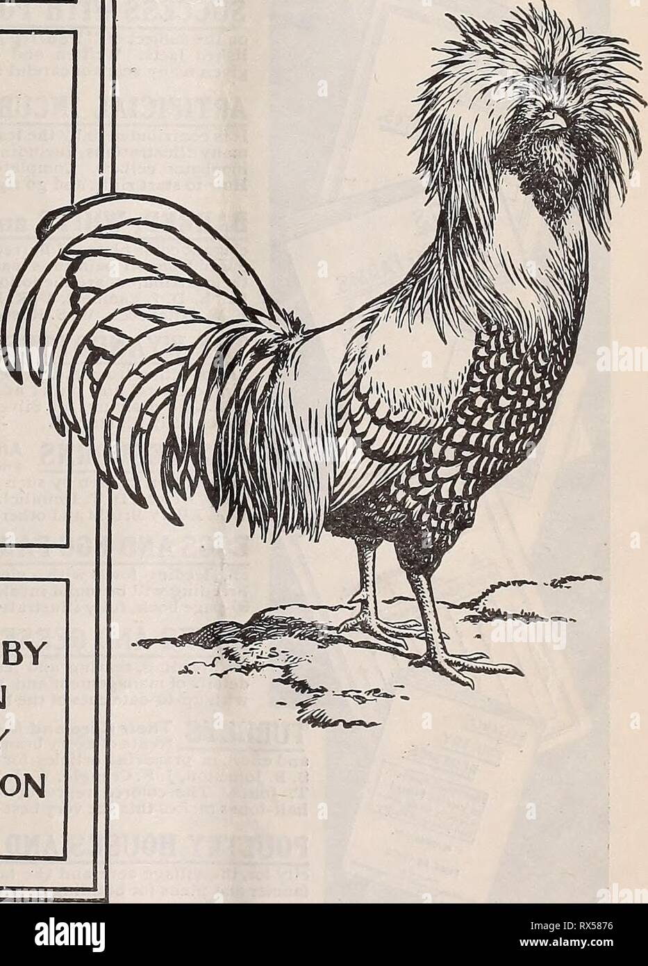 The Eastern poultryman (1904 Stock Photo - Alamy