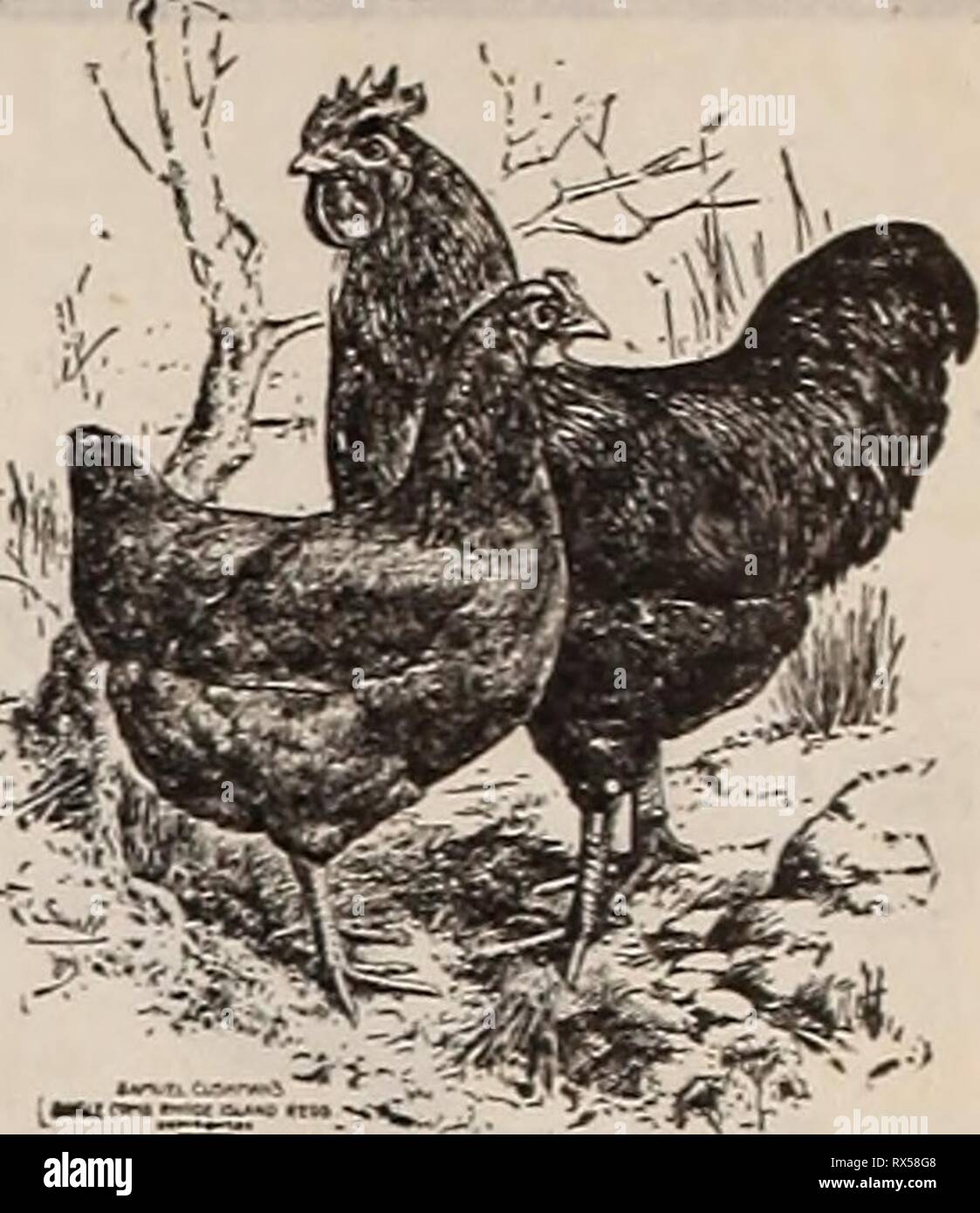 The Eastern poultryman (1902 Stock Photo - Alamy