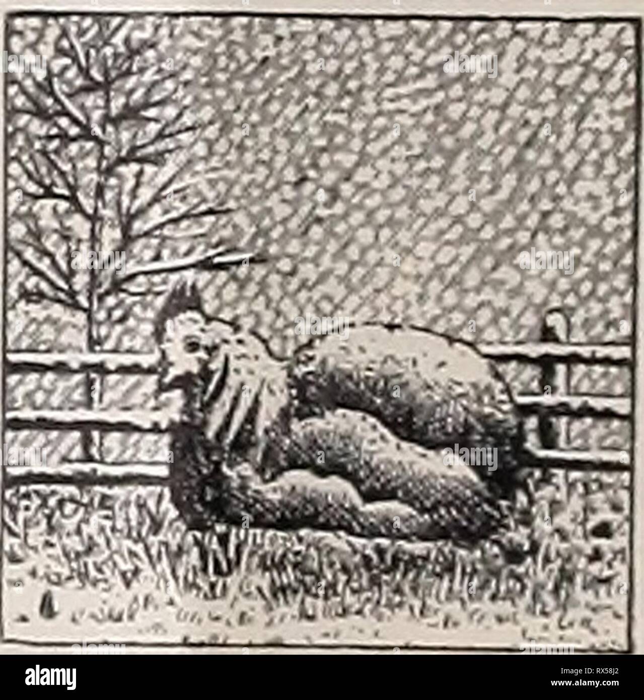 The Eastern poultryman (1904 Stock Photo - Alamy