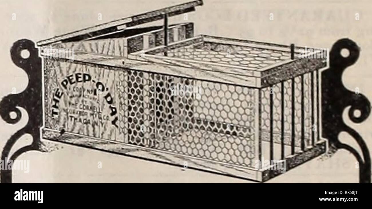 The Eastern poultryman (1904 Stock Photo - Alamy