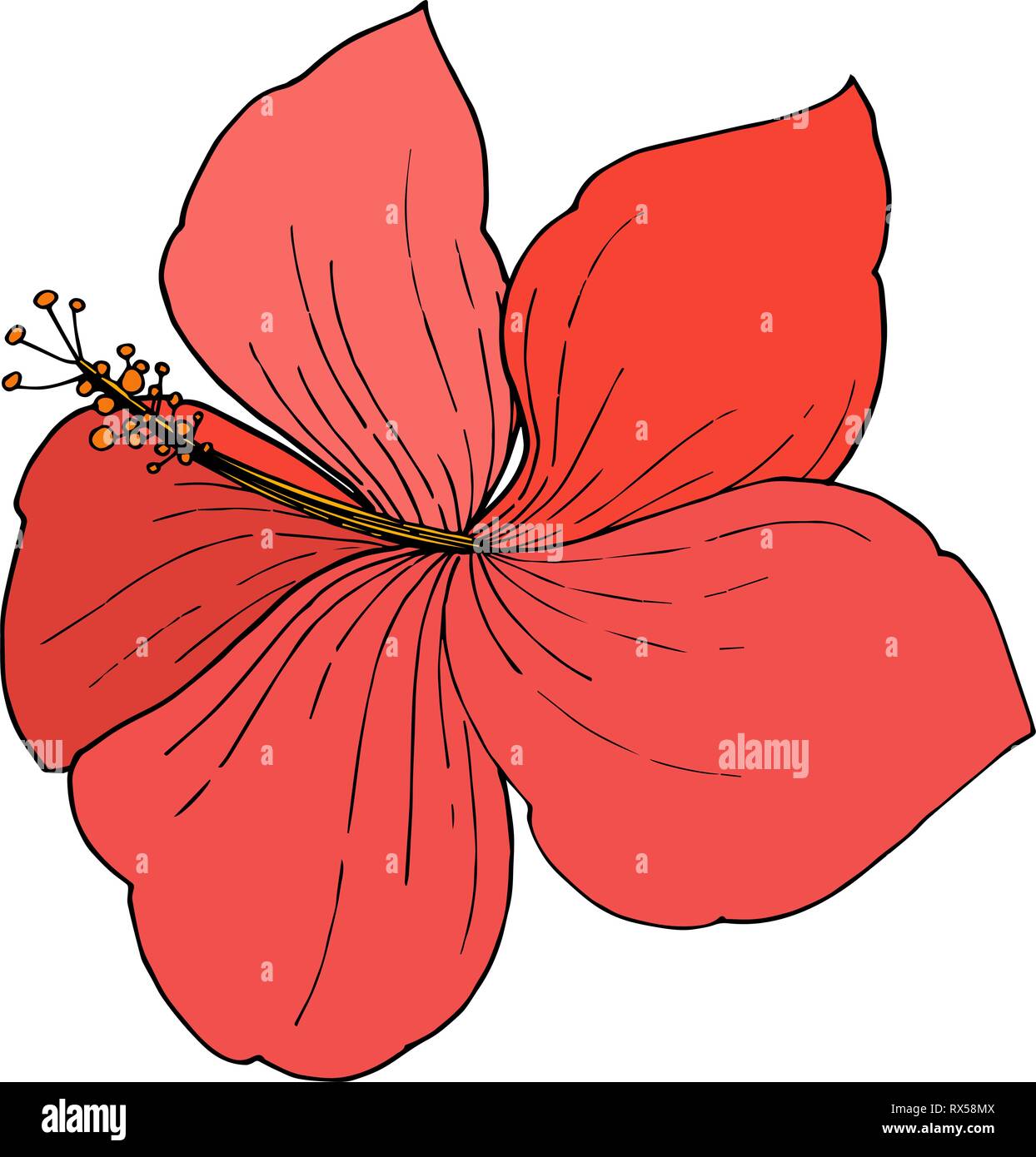 Vector Hibiscus floral tropical flowers. Engraved ink art. Isolated hibiscus illustration ...