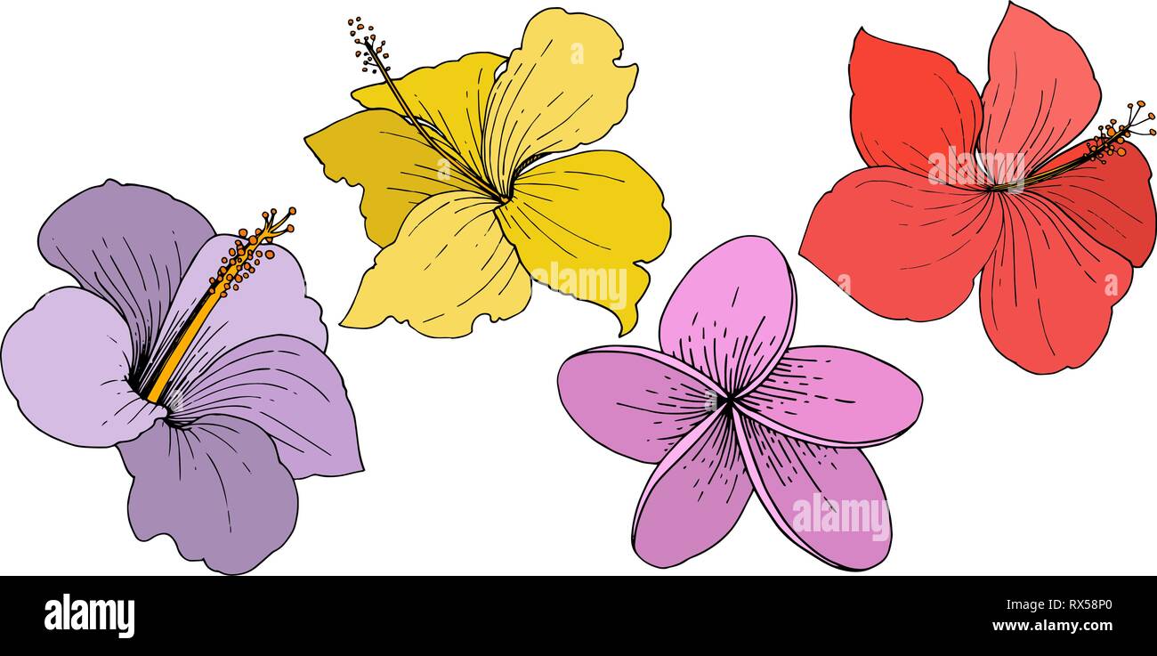 Vector Hibiscus floral tropical flowers. Engraved ink art. Isolated hibiscus illustration ...