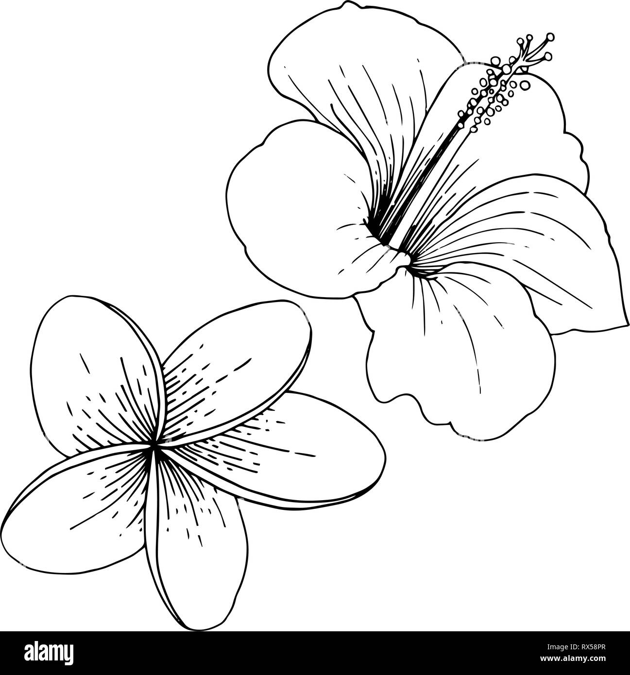 Vector Hibiscus floral tropical flowers. Black and white engraved ink art. Isolated hibiscus ...