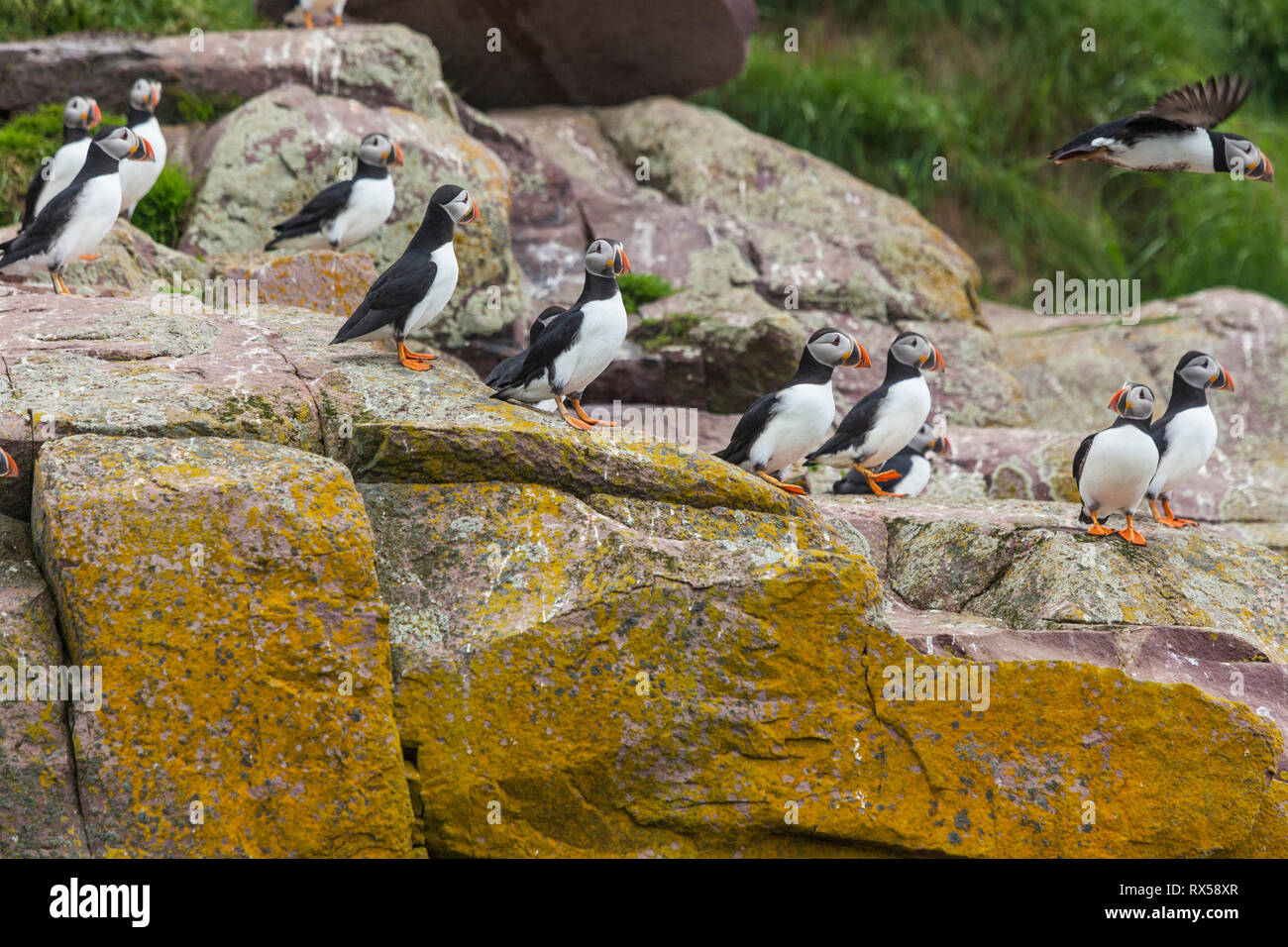 Atlantic puffin in Witless Bay ecological reserve, Newfoundland, Canada ...
