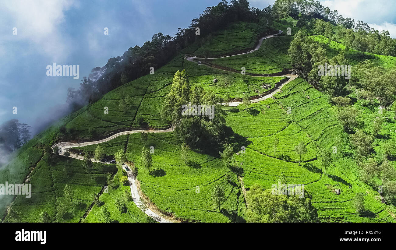 Aerial. Famous green tea plantation landscape view from Lipton's Seat ...