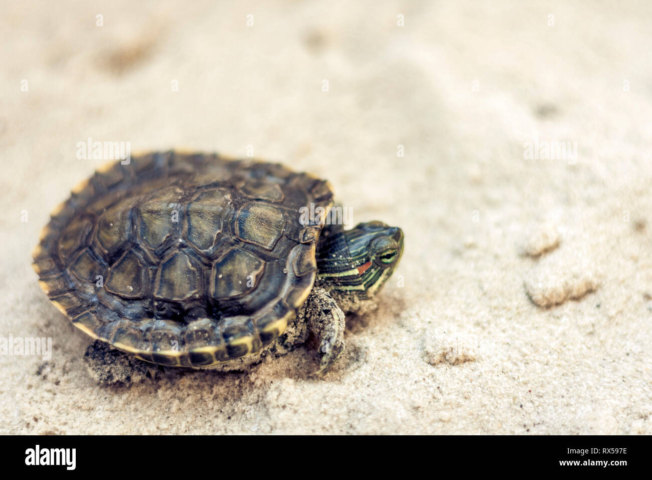 Cumberland slider turtle hi-res stock photography and images - Alamy