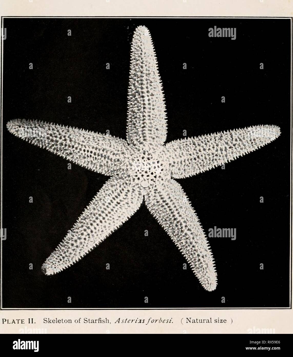Echinoderms of Connecticut (1912) Echinoderms of Connecticut ...