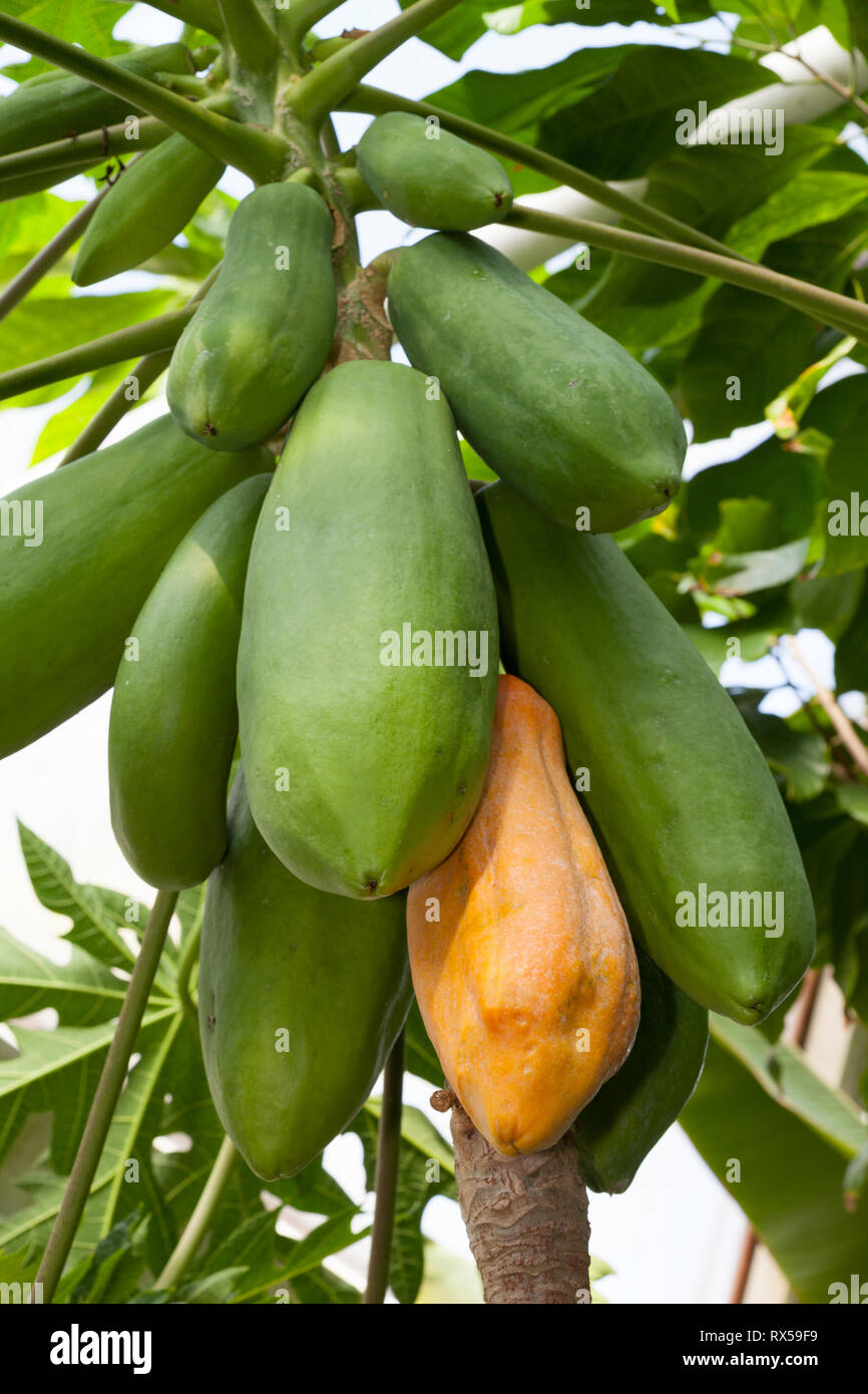 Tree-melon, Botanical garden, Additional-Rights-Clearance-Info-Not ...