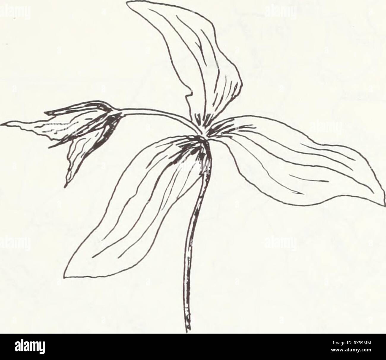 Trillium persistens hi-res stock photography and images - Alamy
