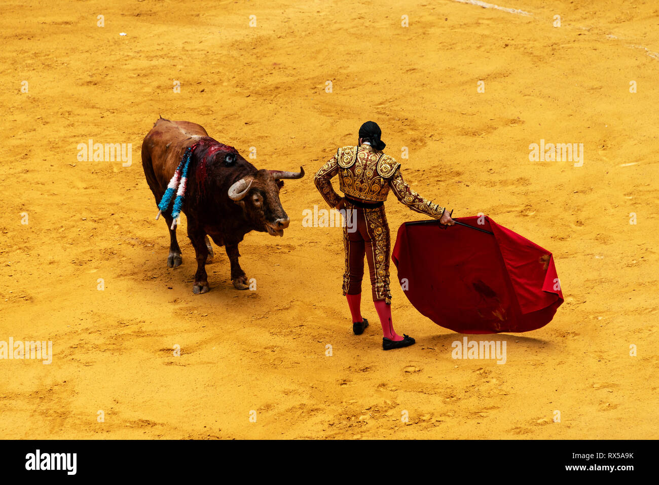 Spanish Bullfight, brave bull and bullfighter Stock Photo - Alamy