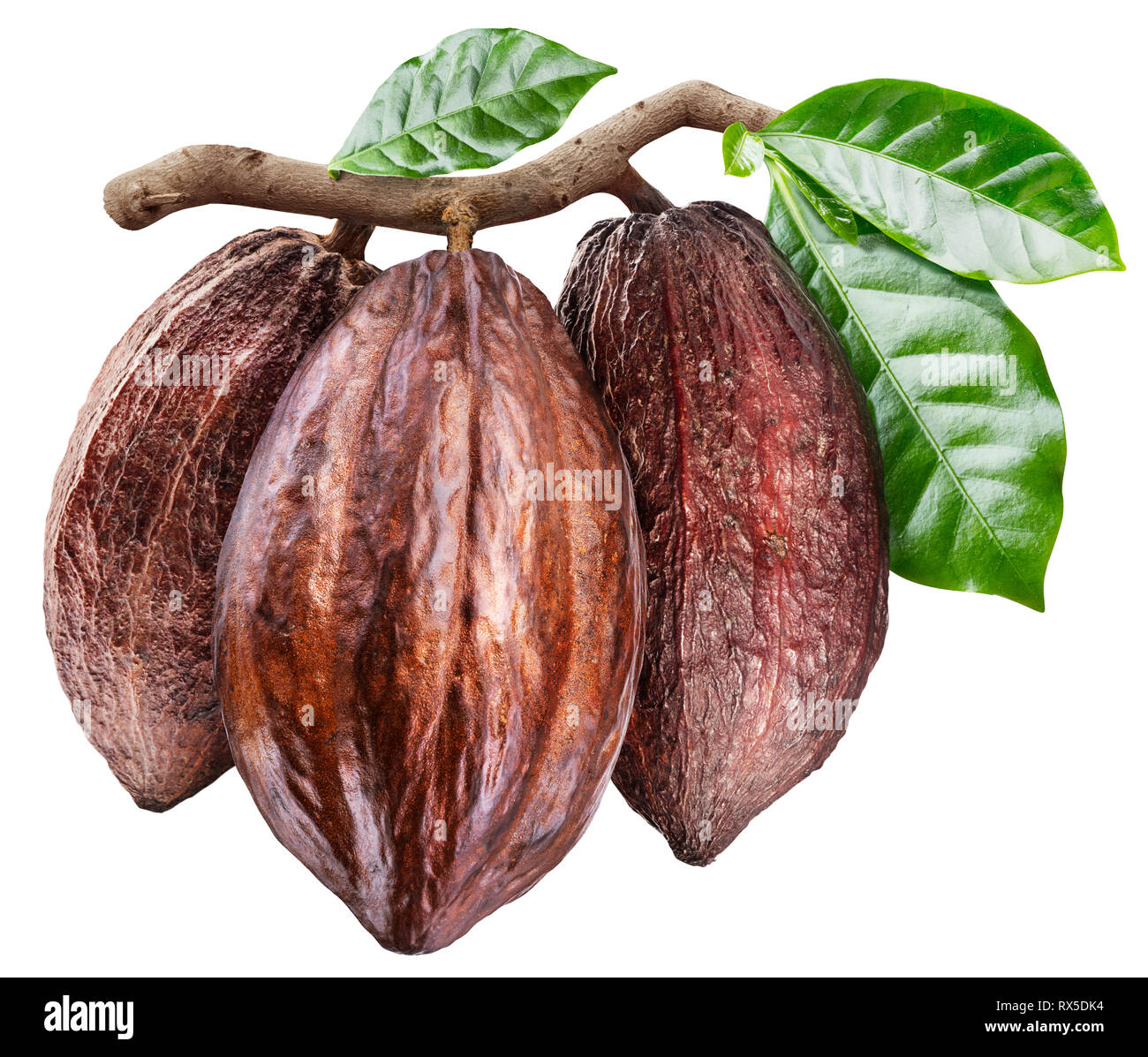 Three cocoa pods on the branch with green leaves. Conceptual photo ...