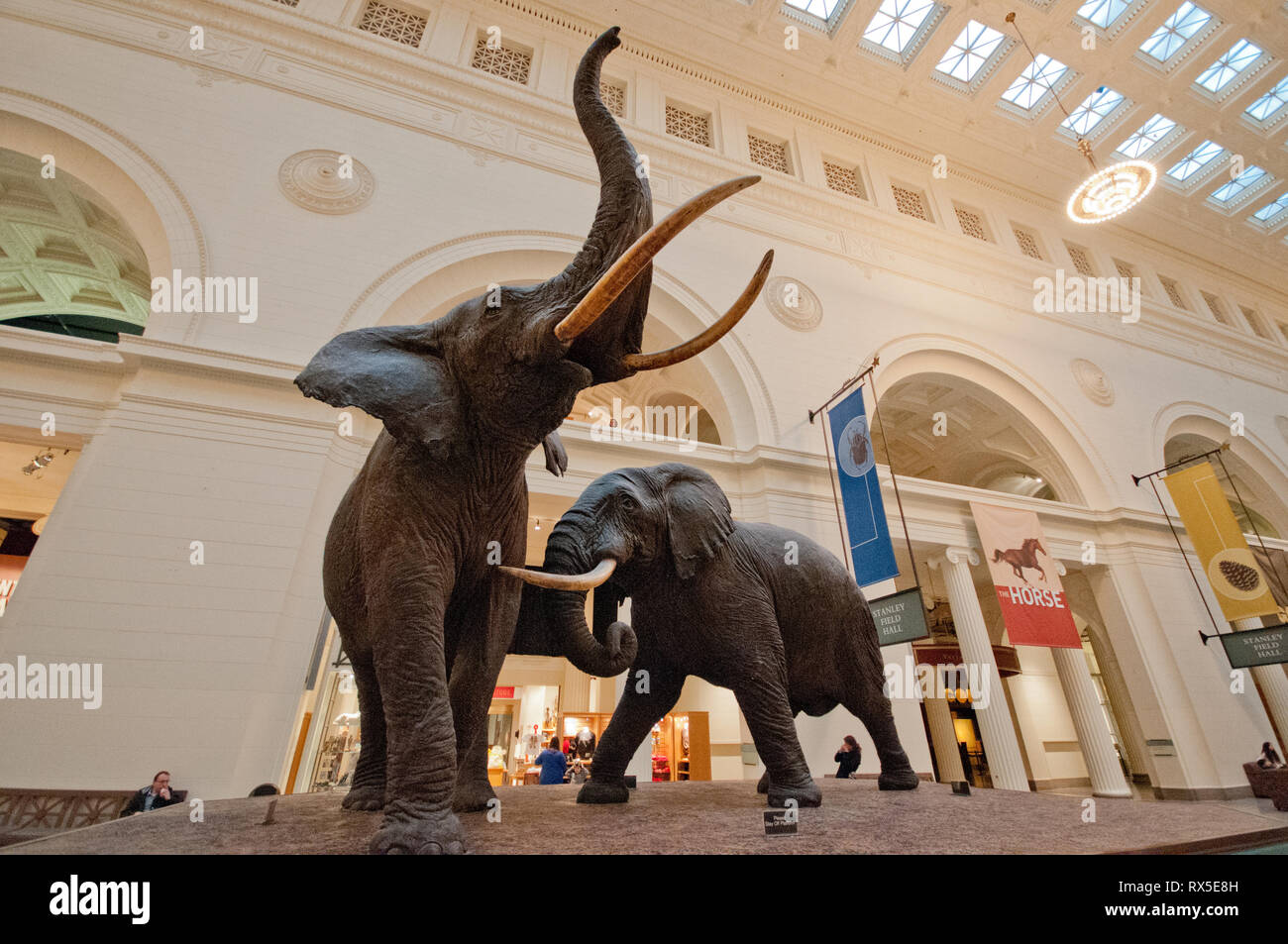 Chicago field museum architecture hi-res stock photography and images ...