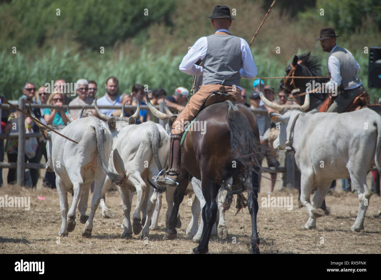 Europe, Italy, Latium, Tarquinia, Game Fair, Italian cowboy, butteri ...