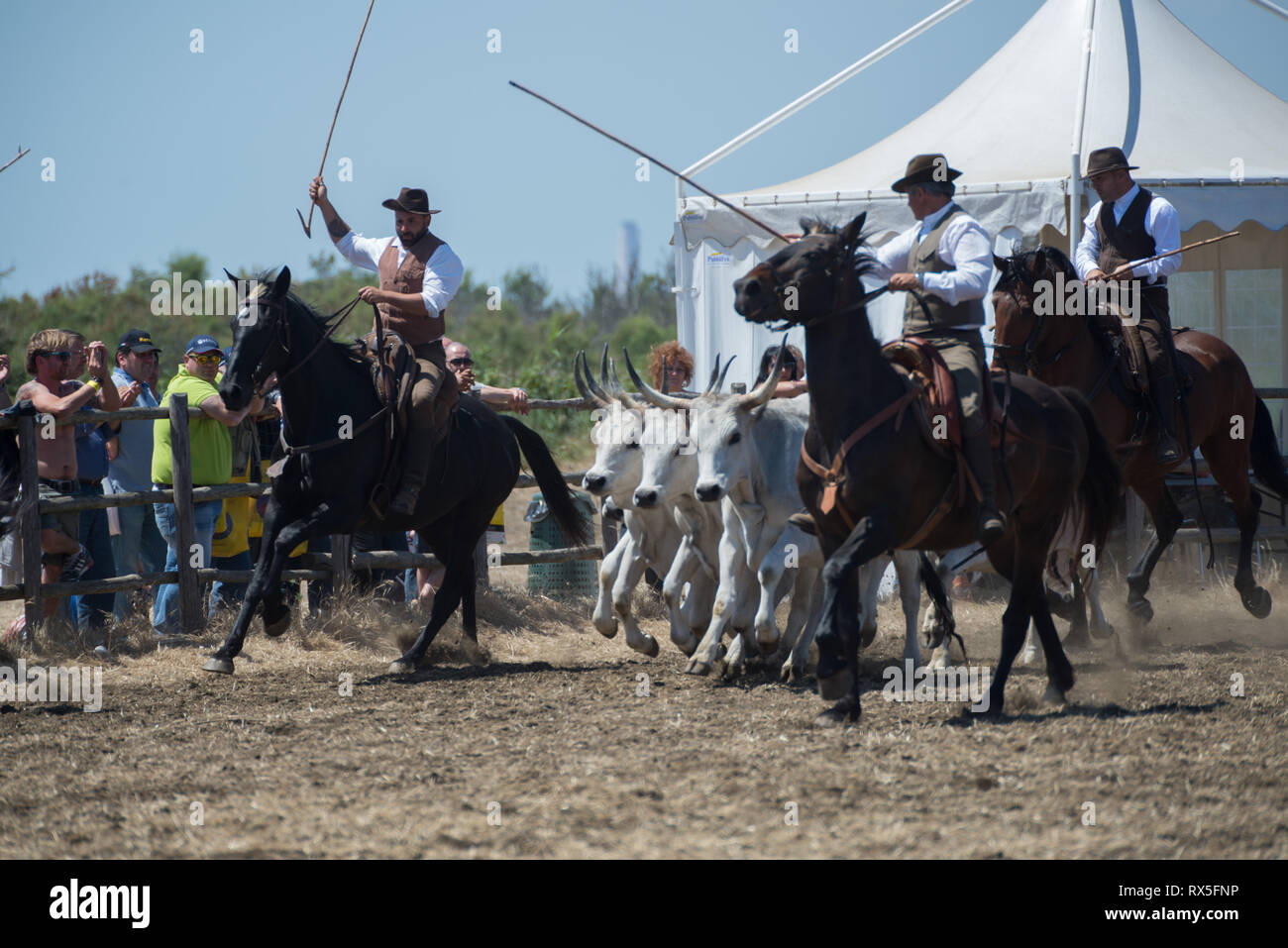 Europe, Italy, Latium, Tarquinia, Game Fair, Italian cowboy, butteri ...