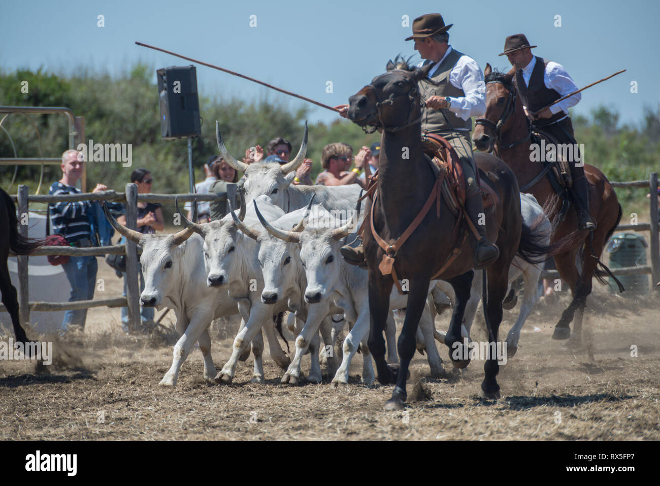 Europe, Italy, Latium, Tarquinia, Game Fair, Italian cowboy, butteri ...