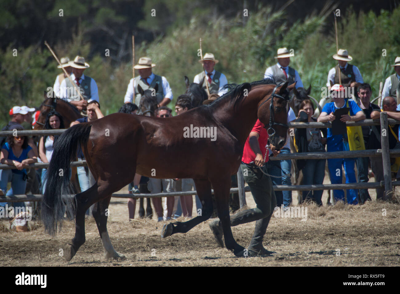 Europe, Italy, Latium, Tarquinia, Game Fair, Italian cowboy, butteri ...
