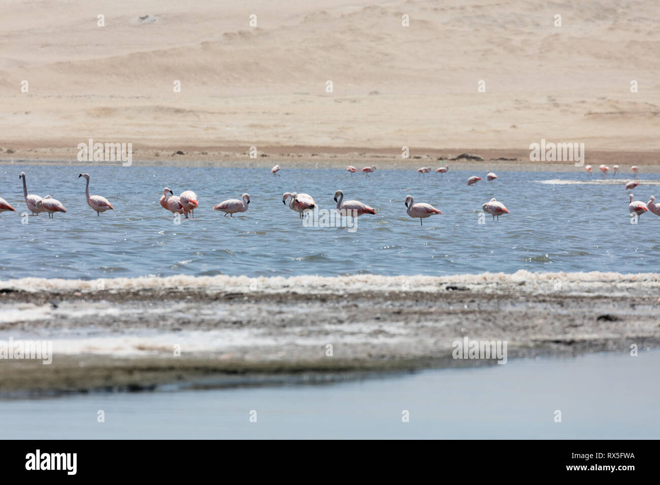 Flamingos chilenos in National reserve of Paracas, Peru Stock Photo - Alamy