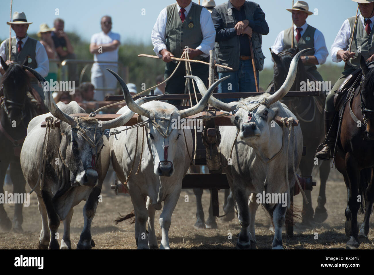 Europe, Italy, Latium, Tarquinia, Game Fair, Italian cowboy, butteri ...