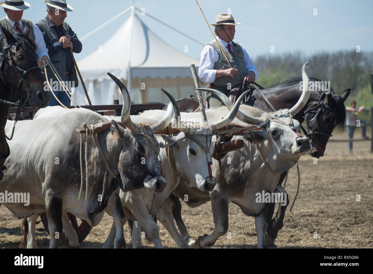 Europe, Italy, Latium, Tarquinia, Game Fair, Italian cowboy, butteri ...