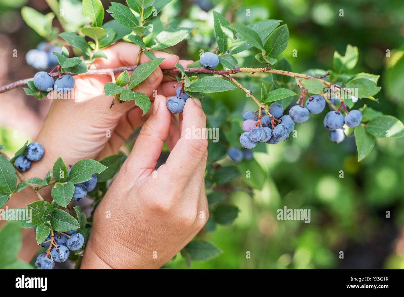 Hand gathering hi-res stock photography and images - Alamy