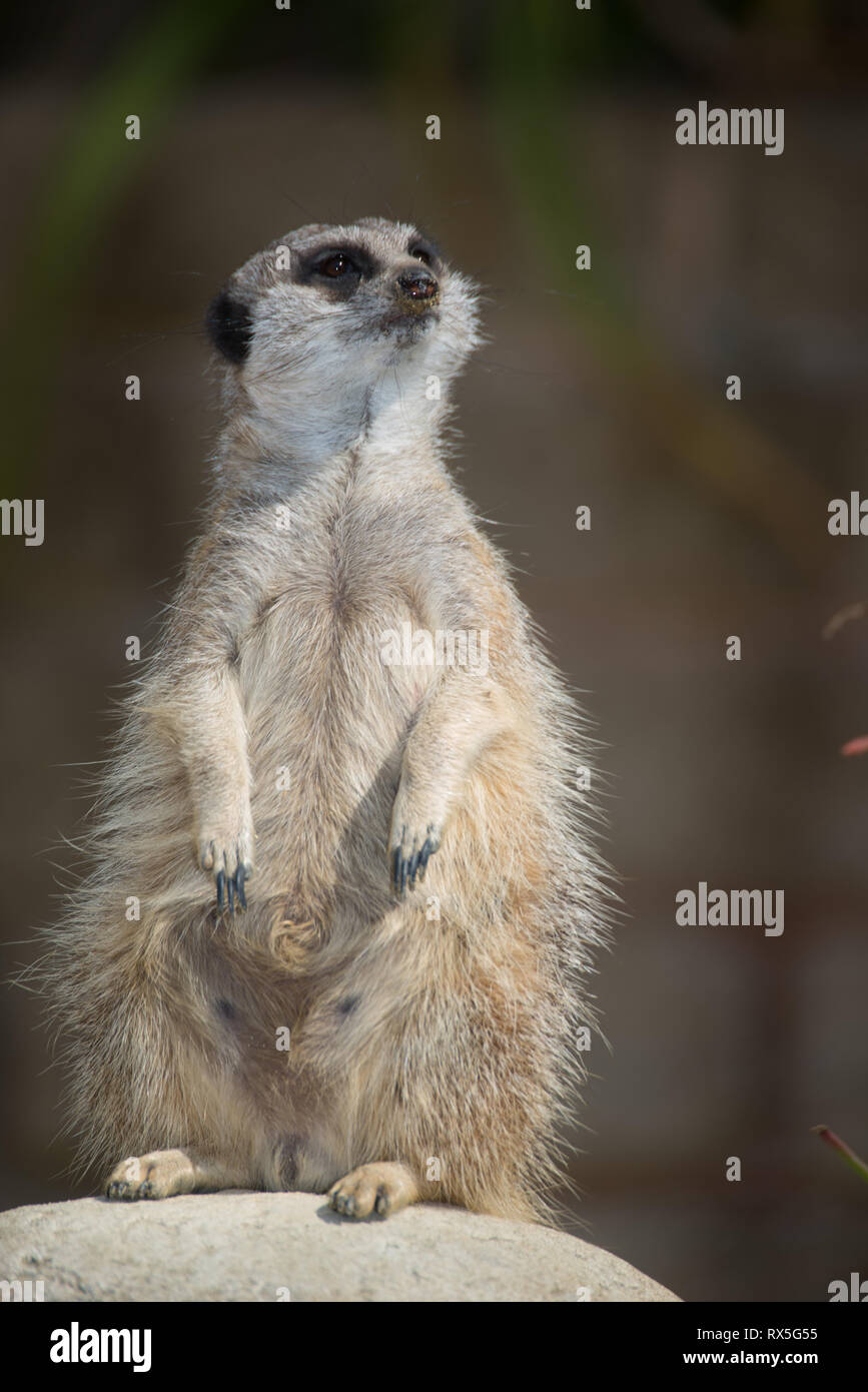 Suricatta species hi-res stock photography and images - Alamy