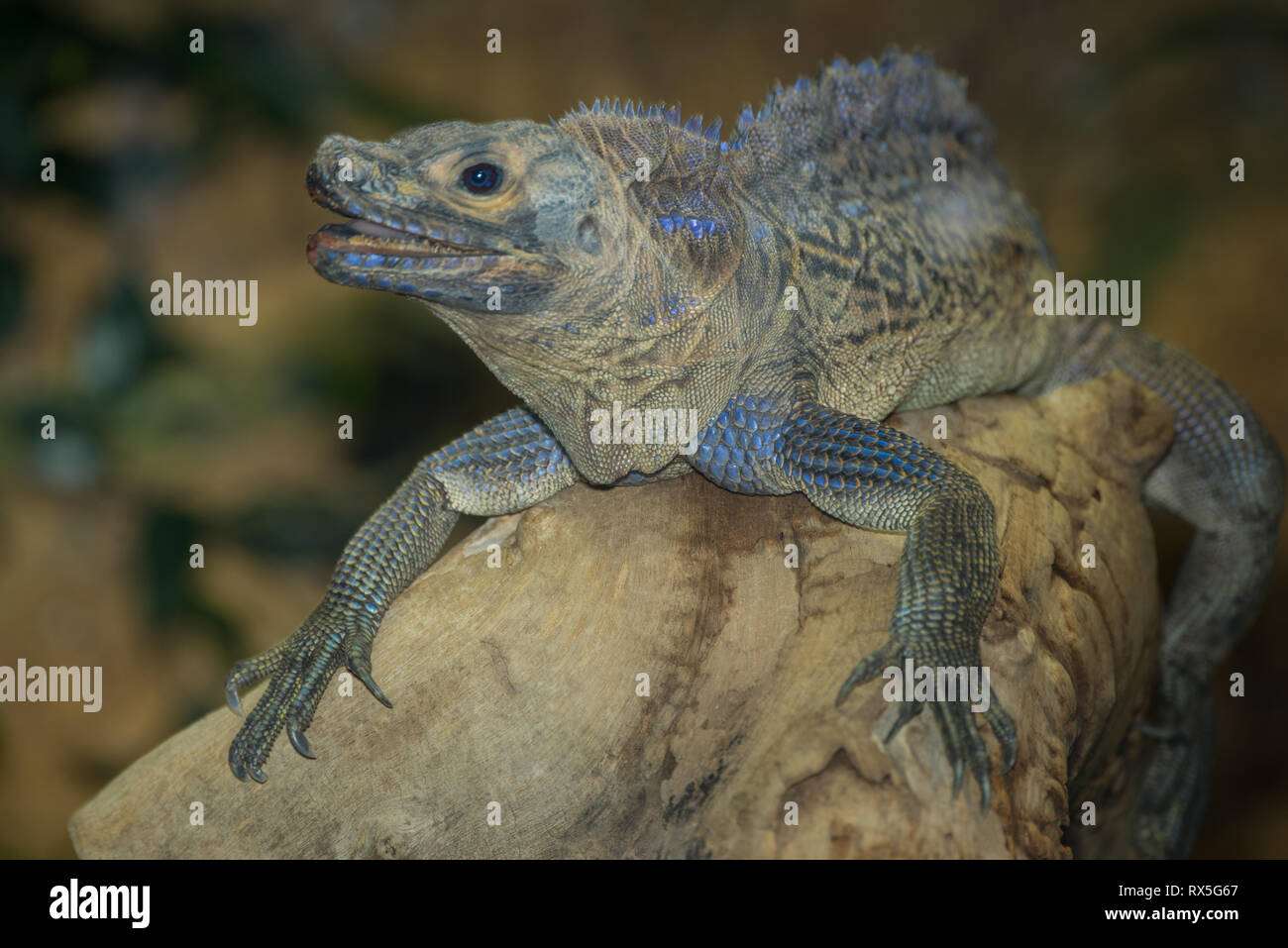 Europe, Italy, Rome, The Bioparco, Philippine sailfin lizard ...