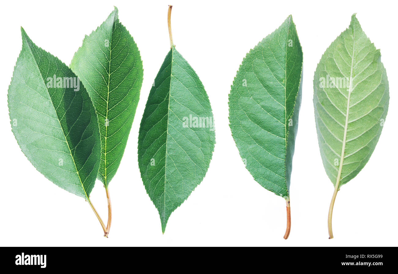 Cherry leaves hi-res stock photography and images - Alamy