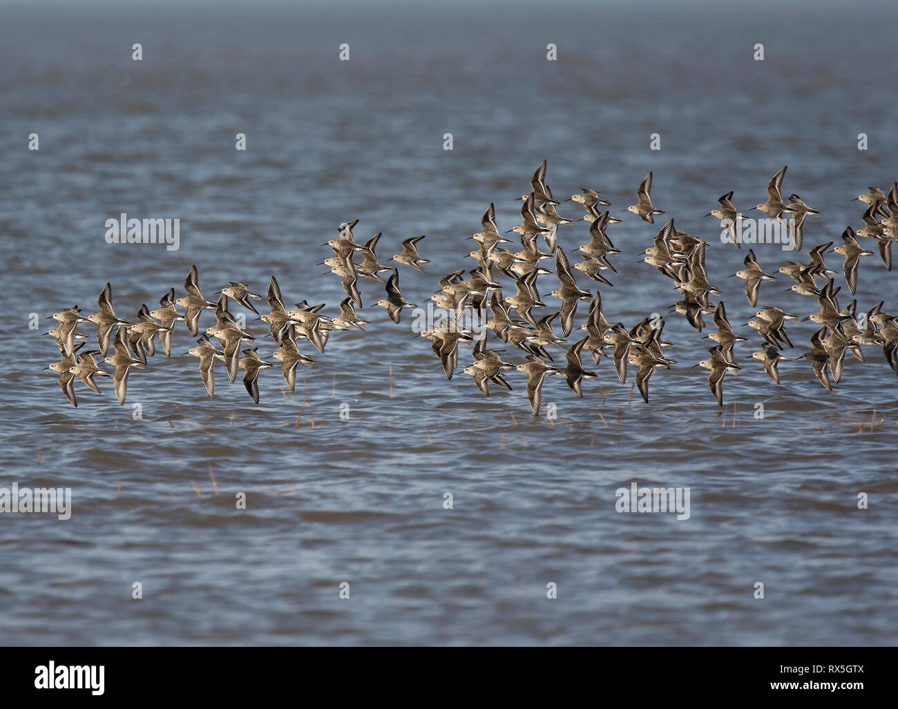 Large wading birds in flight hi-res stock photography and images - Alamy
