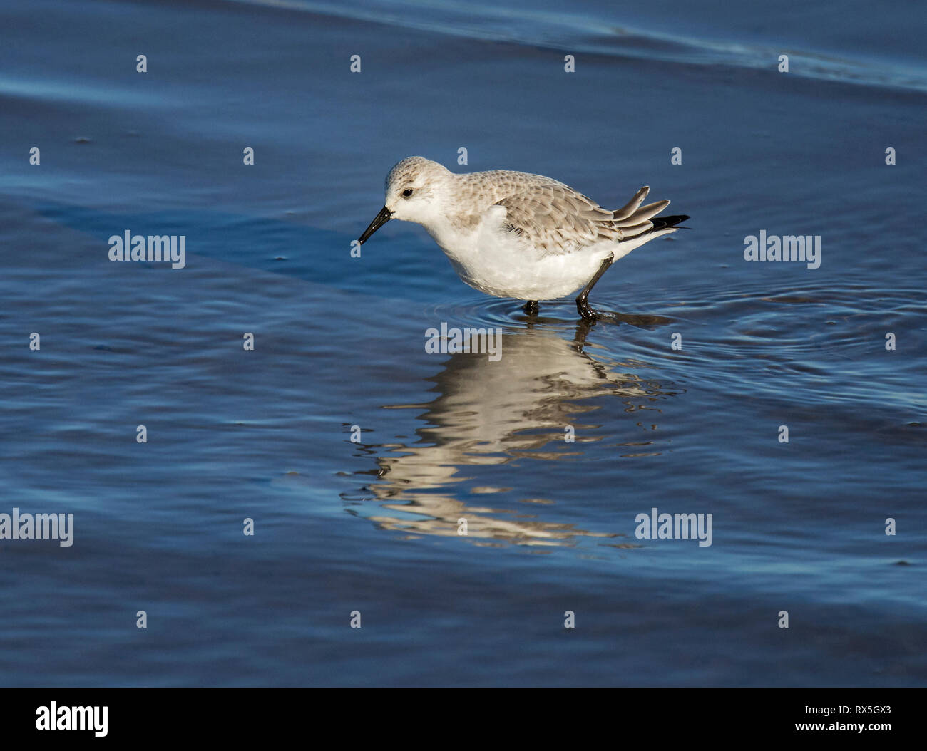 Sanderling, Calidris alba, foraging in shallow water, Morecambe Bay ...