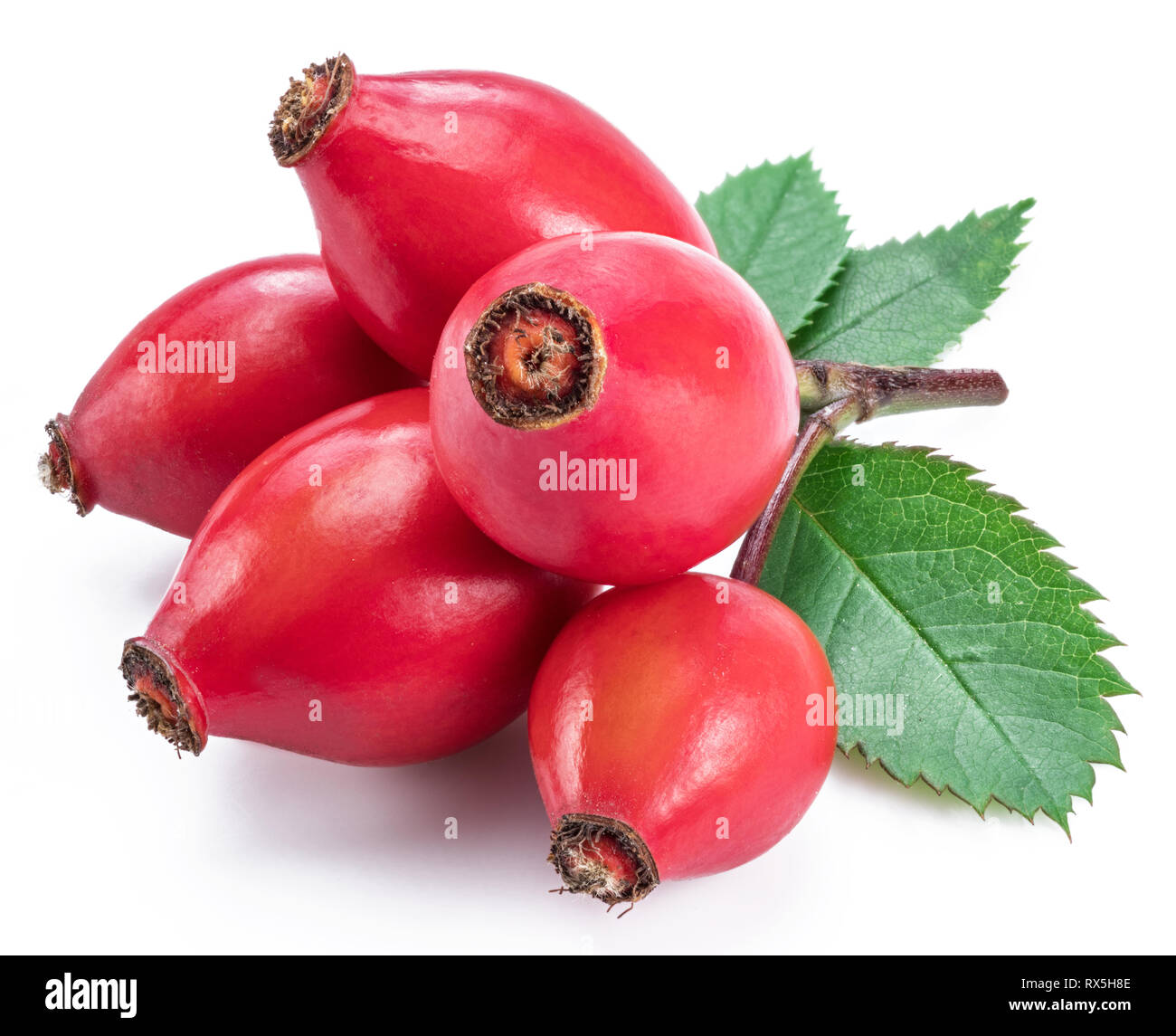 Rose-hips with rose leaves isolated on a white background Stock Photo ...