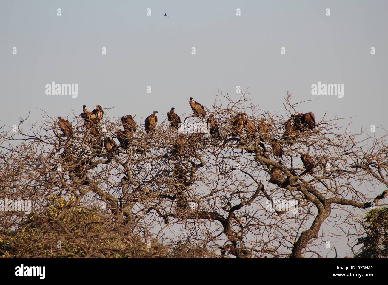 Predatory Birds High Resolution Stock Photography and Images - Alamy
