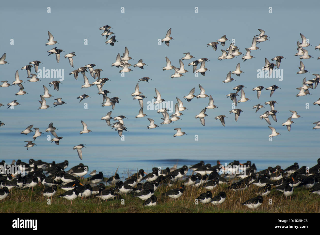 Sanderling, Calidris alba, flock in flight, over roosting ...