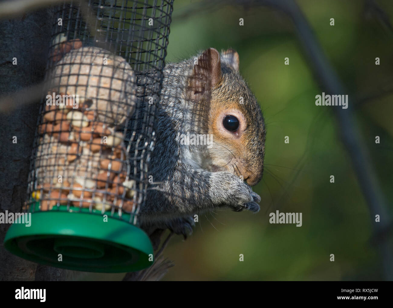Grey squirrel, Sciurus carolinensis, stealing food from a garden bird ...