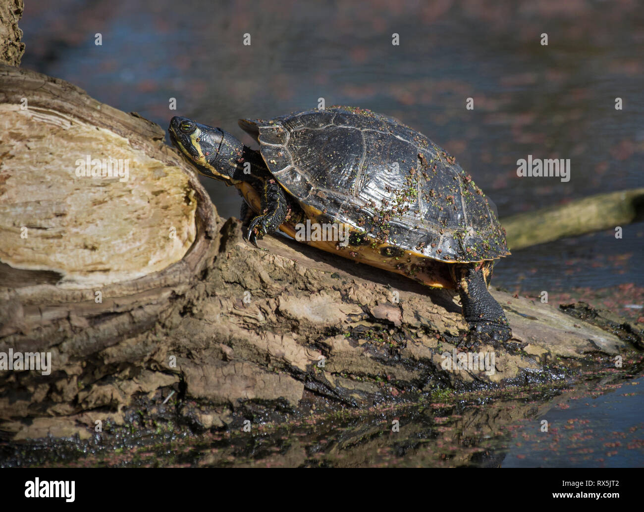 Terrapin on log, Stanley Park, Blackpool, Lancashire, UK Stock Photo ...