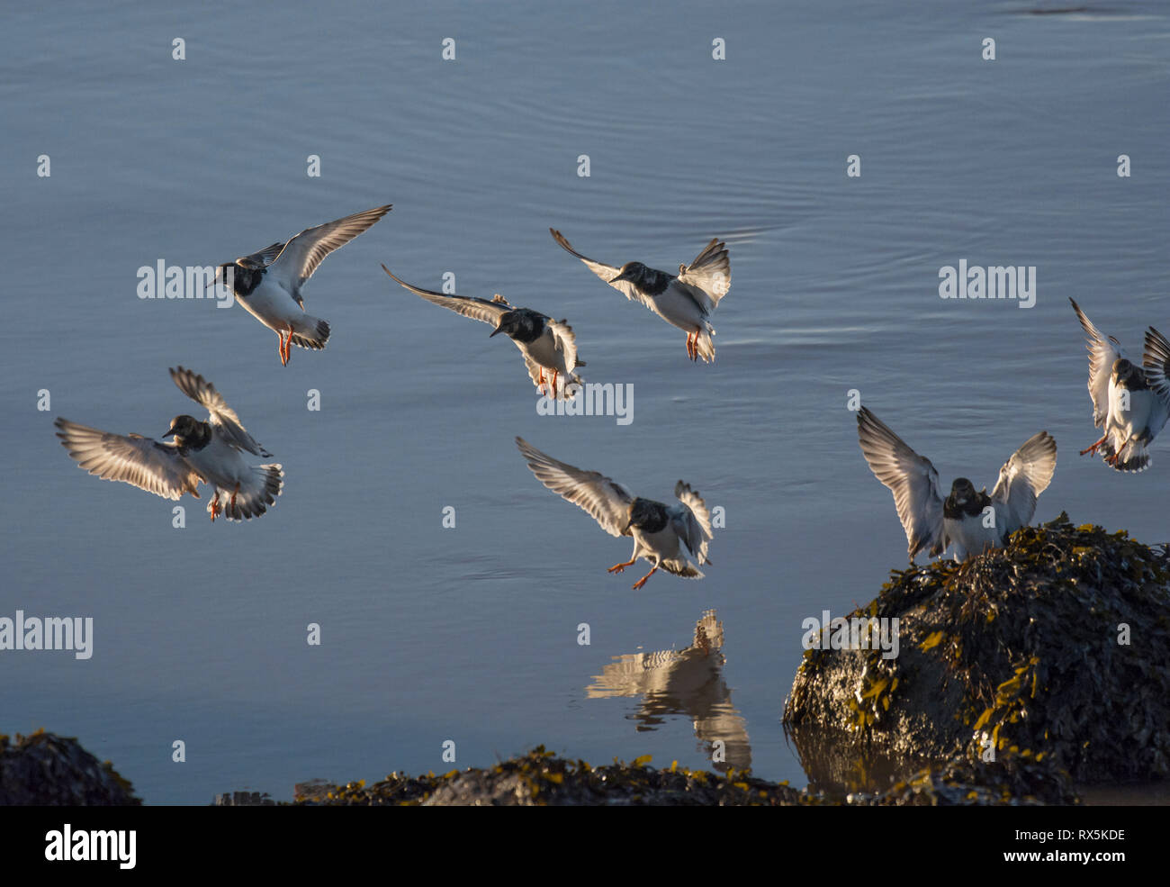 Flock of Ruddy Turnstone, Arenaria interpres, in flight, river Wyre ...