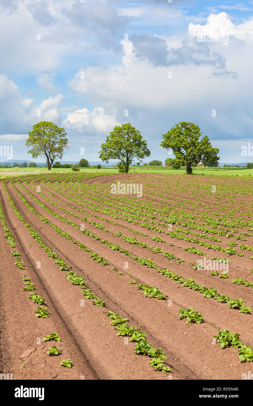 Beautiful landscape potato plantation hi-res stock photography and ...