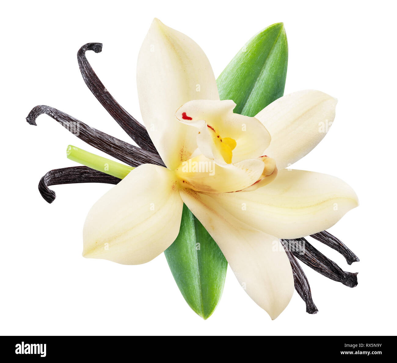 Dried vanilla sticks and orchid vanilla flower. File contains clipping ...