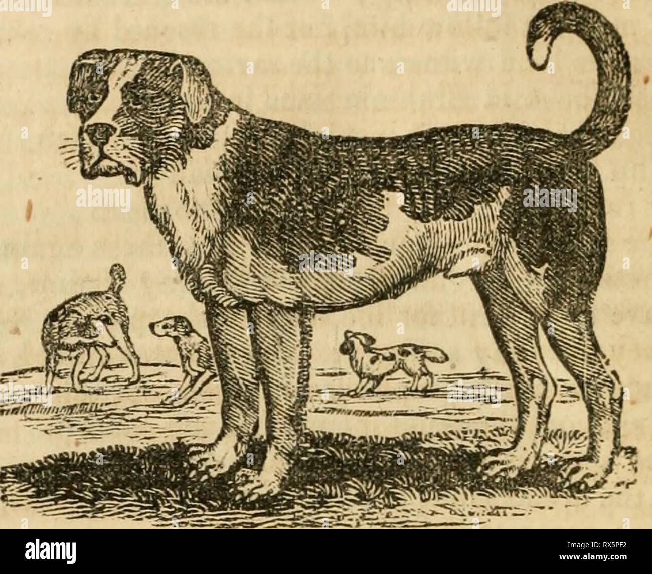 The educated horse teaching The educated horse : teaching horses and ...