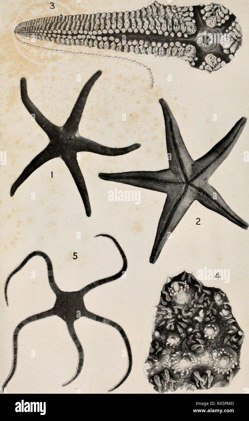 Echinoderms of Connecticut (1912 Stock Photo - Alamy